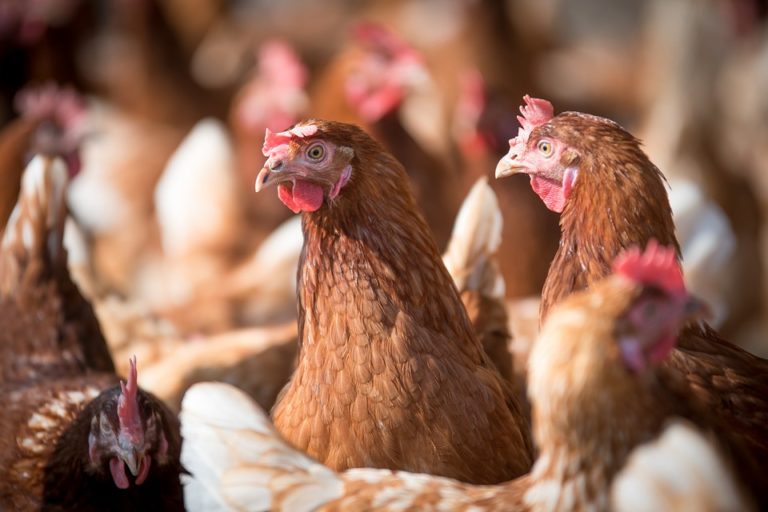 10 faits insolites sur les poules - Poulorama - tout sur les poules