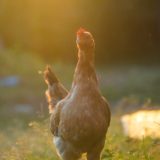 Pododermatite poules : Comment la détecter et la soigner? - Poulorama ...