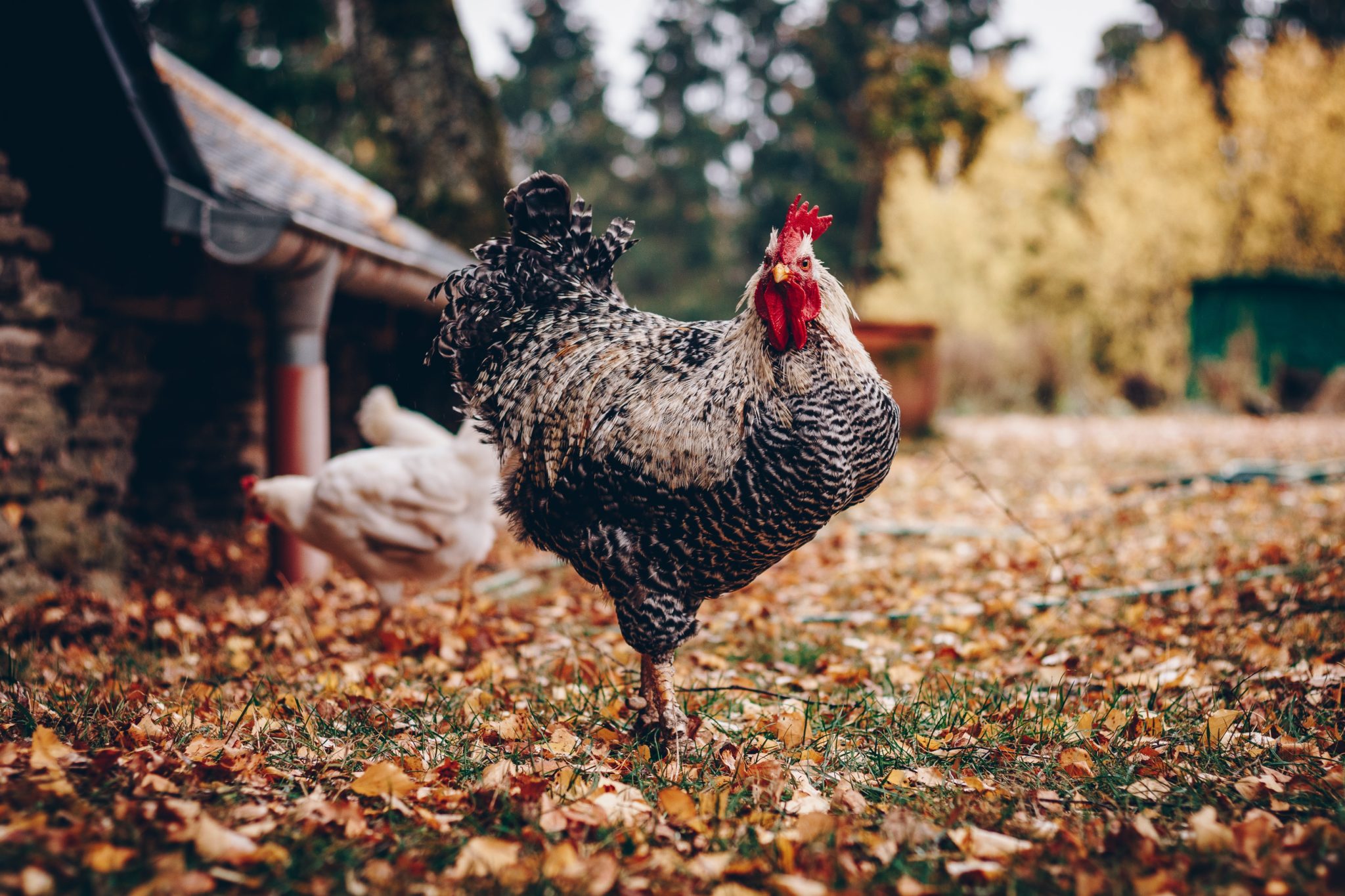 Comment bien s’occuper de poules âgées ? - Poulorama - tout sur les poules