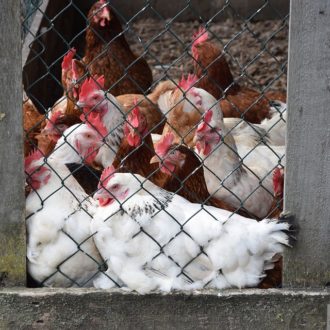 Les poules en proverbes et expressions - Poulorama - tout sur les poules