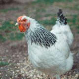 7 races de poules pour des œufs colorés - Poulorama - tout sur les poules