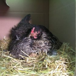 Pododermatite poules : Comment la détecter et la soigner? - Poulorama ...