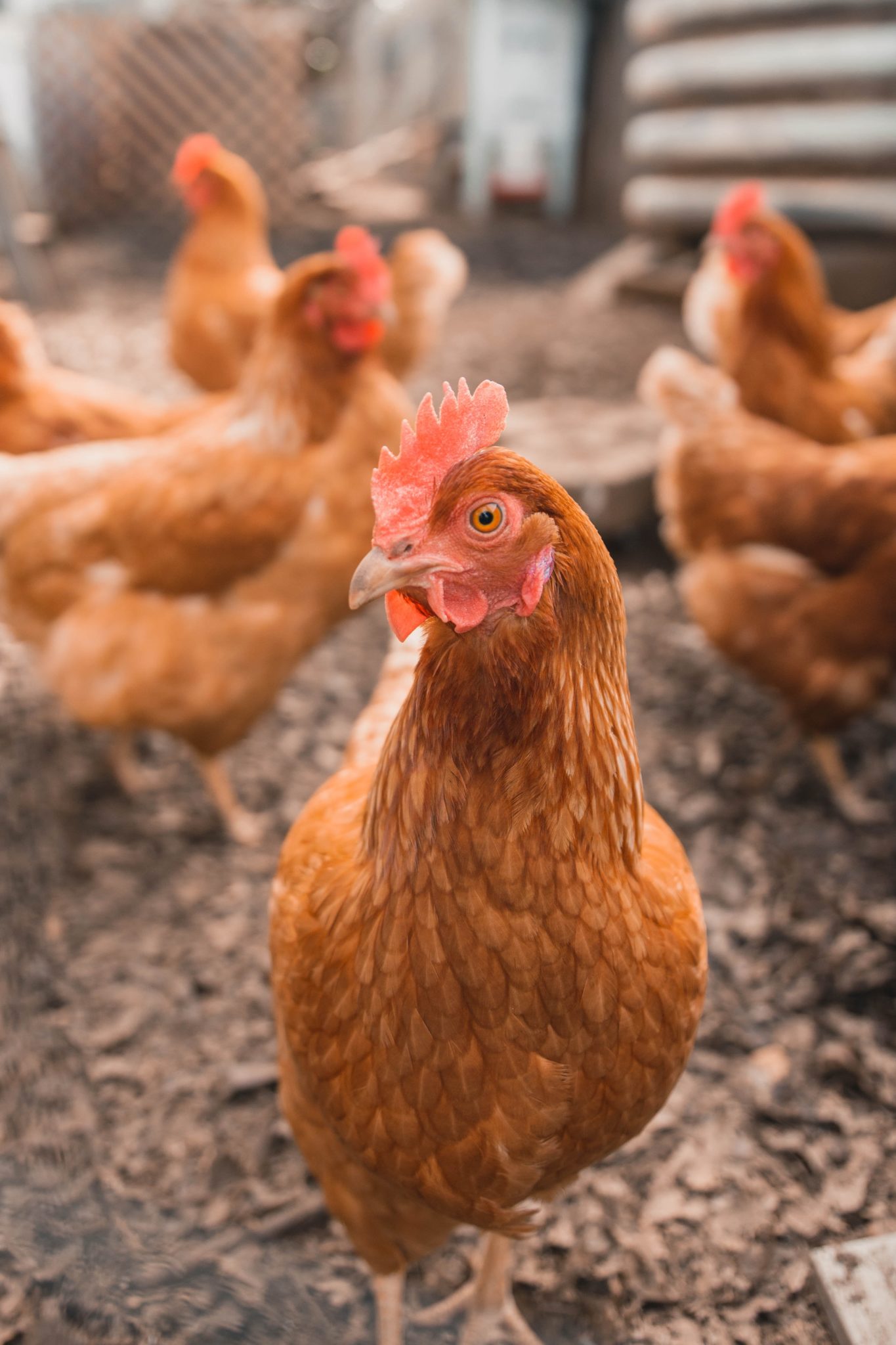 L’arrivée des poules à la maison... - Poulorama - tout sur les poules