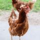 Que faire si une poule meurt - Poulorama - tout sur les poules
