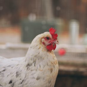 Pododermatite poules : Comment la détecter et la soigner? - Poulorama ...