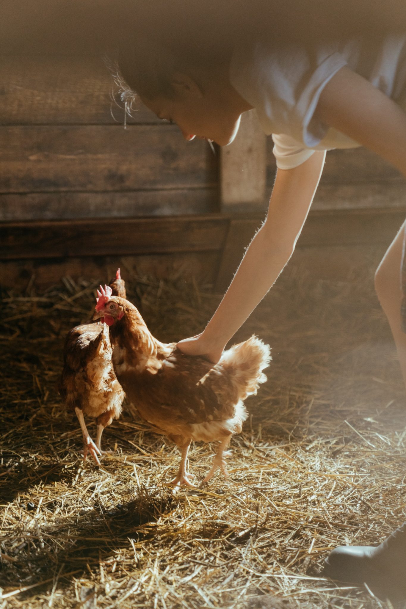 Une poule cayenne, c'est quoi ? - Poulorama - tout sur les poules