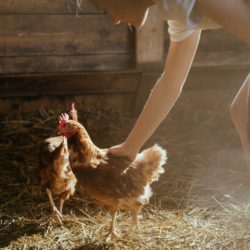Les différentes races de poules - Poulorama - tout sur les poules