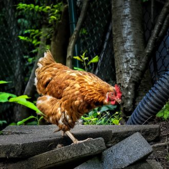 Les poules en proverbes et expressions - Poulorama - tout sur les poules