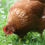 Pododermatite poules : Comment la détecter et la soigner? - Poulorama ...