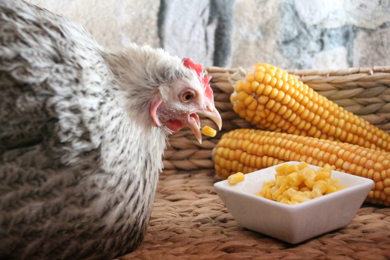 Les poules peuvent-elles manger du maïs? - Poulorama - tout sur les poules