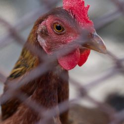 Pododermatite poules : Comment la détecter et la soigner? - Poulorama ...