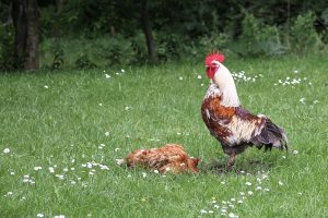 Les causes de mort subite des poules - Poulorama - tout sur les poules