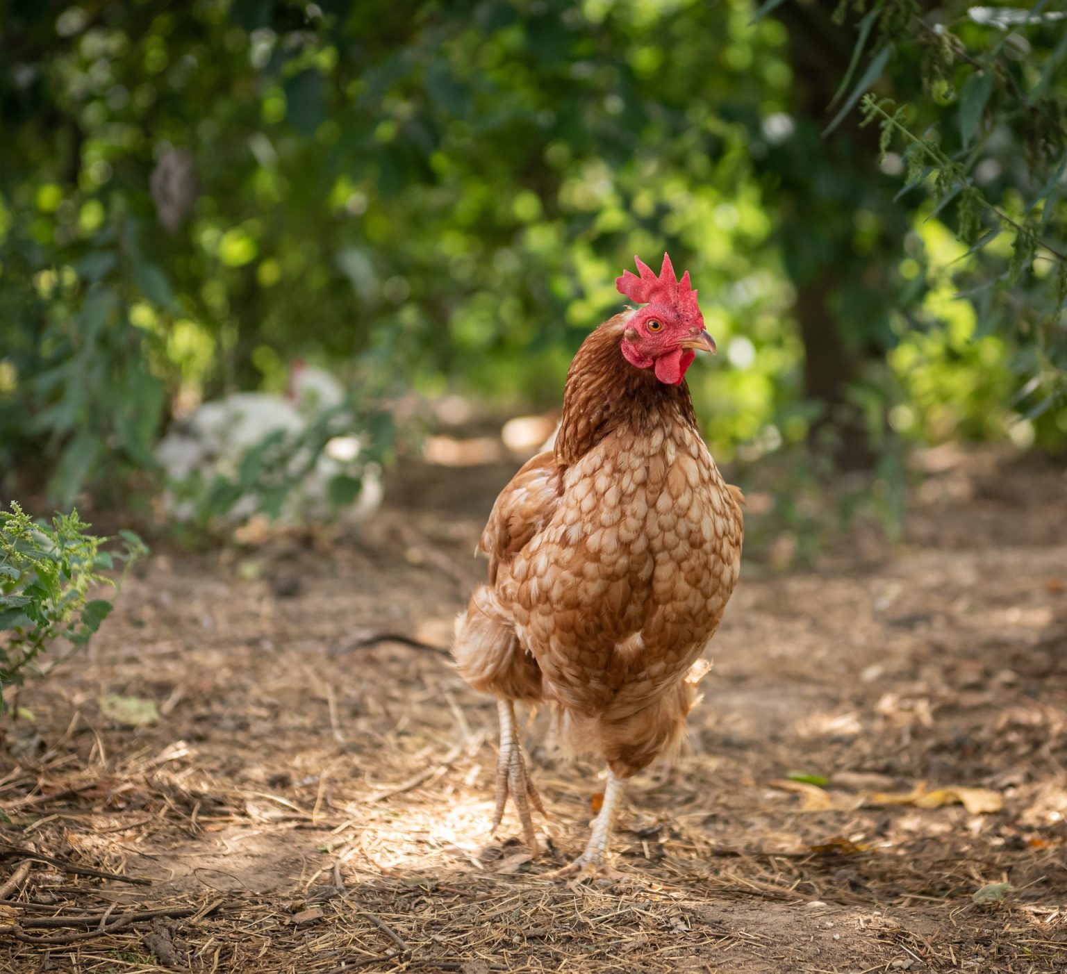 Problèmes et traitement pour vos poules - Poulorama - tout sur les poules