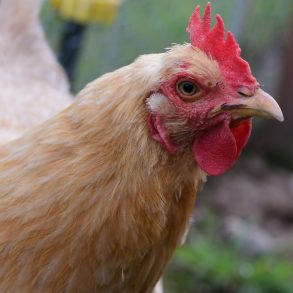 Pododermatite poules : Comment la détecter et la soigner? - Poulorama ...