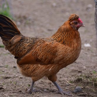Les différentes races de caille - Poulorama - tout sur les poules