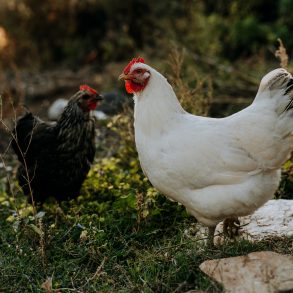 Pododermatite poules : Comment la détecter et la soigner? - Poulorama ...