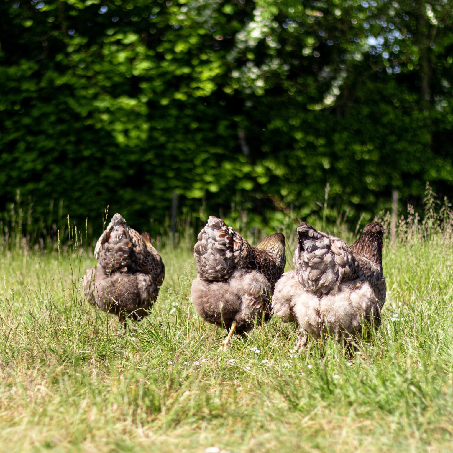 7 races de poules pour des œufs colorés - Poulorama - tout sur les poules