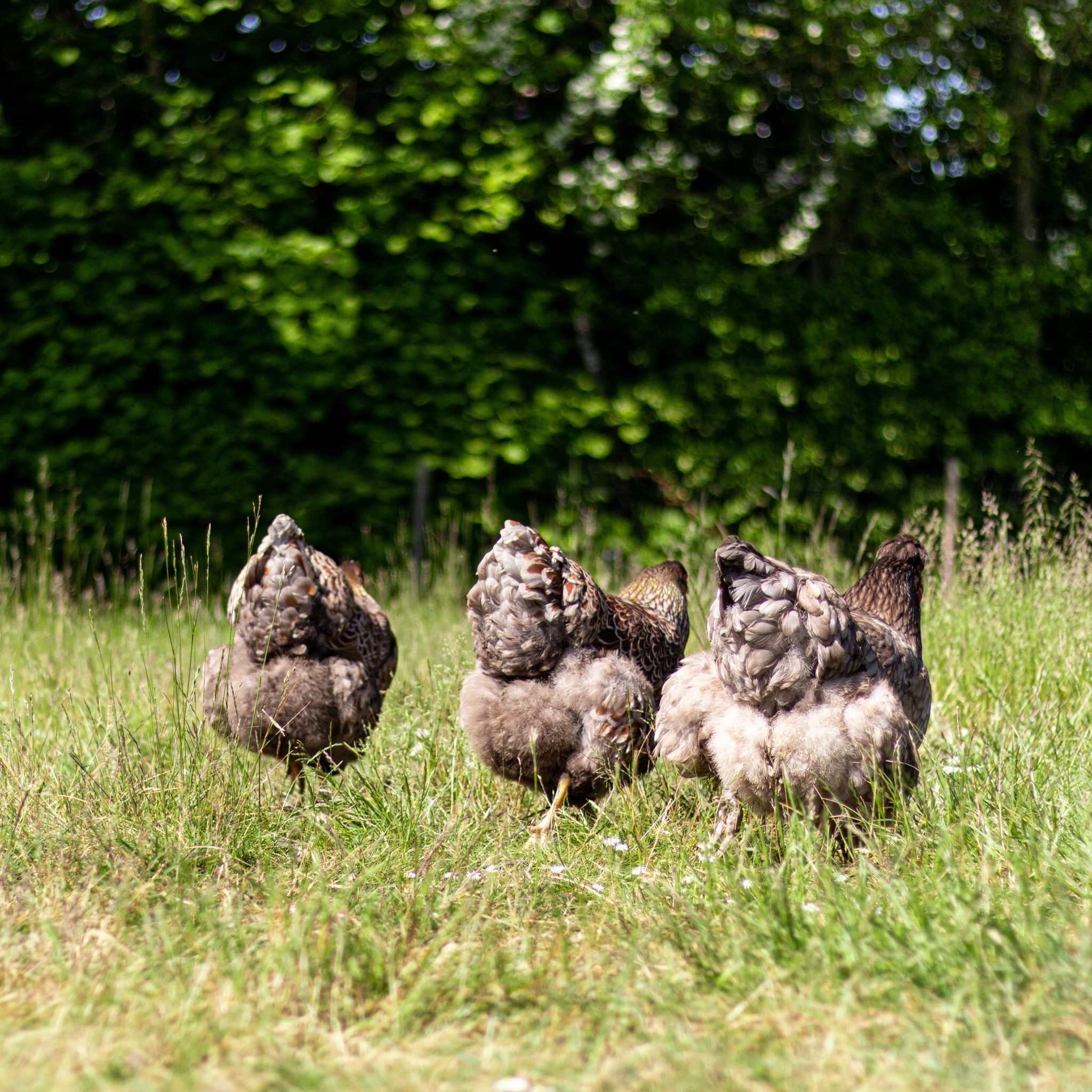 Pododermatite poules : Comment la détecter et la soigner? - Poulorama ...