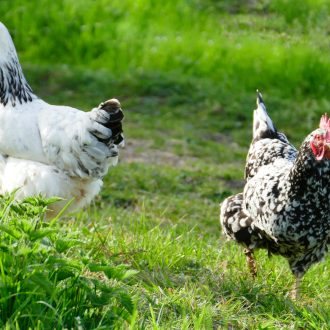 Les vers chez les poules - Poulorama - tout sur les poules