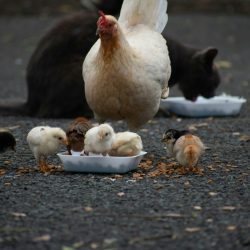 Que faire si mes poules mangent leurs œufs ? - Poulorama - tout sur les ...