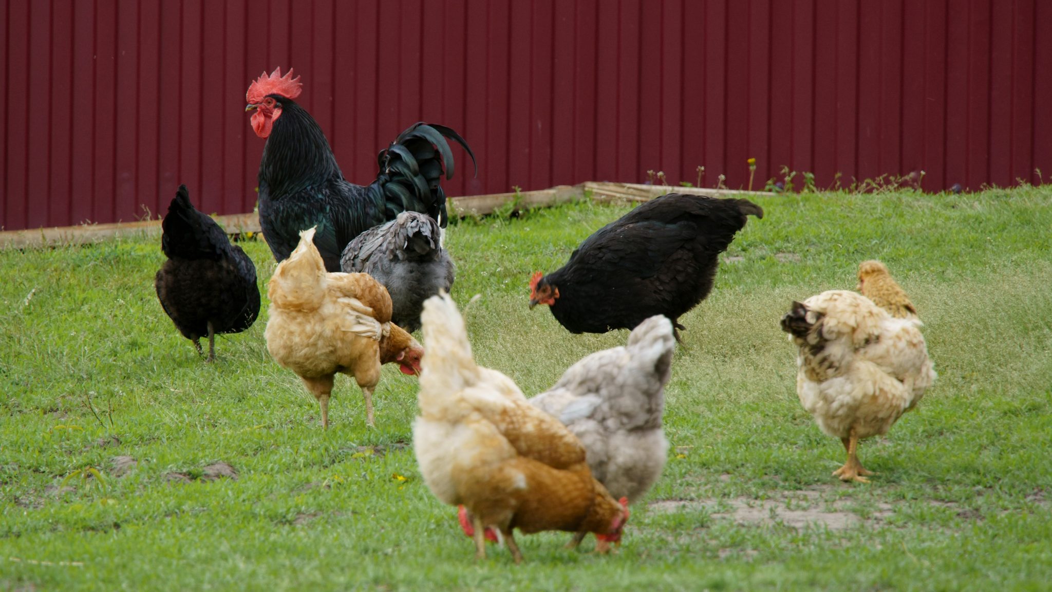 Combien de poules pour un coq ? - Poulorama - tout sur les poules