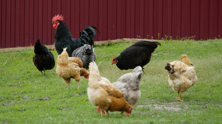 Combien de poules pour un coq ? - Poulorama - tout sur les poules