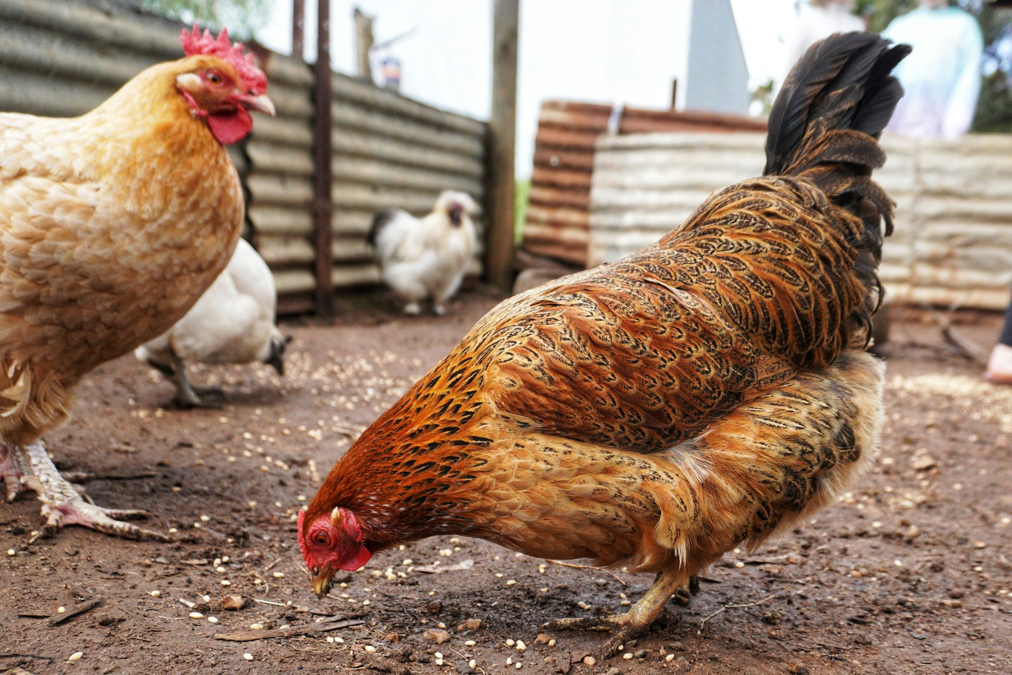 Comprendre le langage et le comportement des poules - Poulorama - tout ...