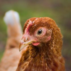 Les différentes races de caille - Poulorama - tout sur les poules