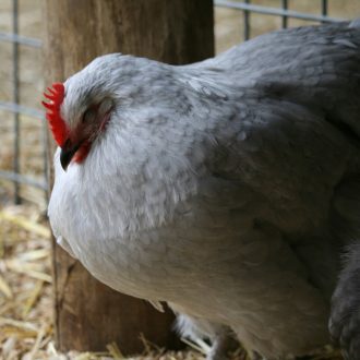 Pododermatite poules : Comment la détecter et la soigner? - Poulorama ...