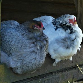 Les différentes races de caille - Poulorama - tout sur les poules