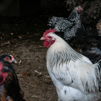 Pododermatite poules : Comment la détecter et la soigner? - Poulorama ...