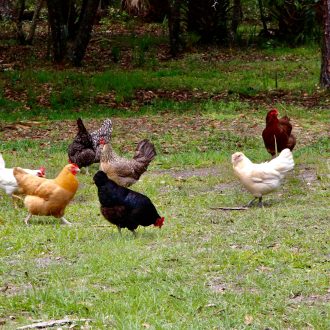 7 races de poules pour des œufs colorés - Poulorama - tout sur les poules